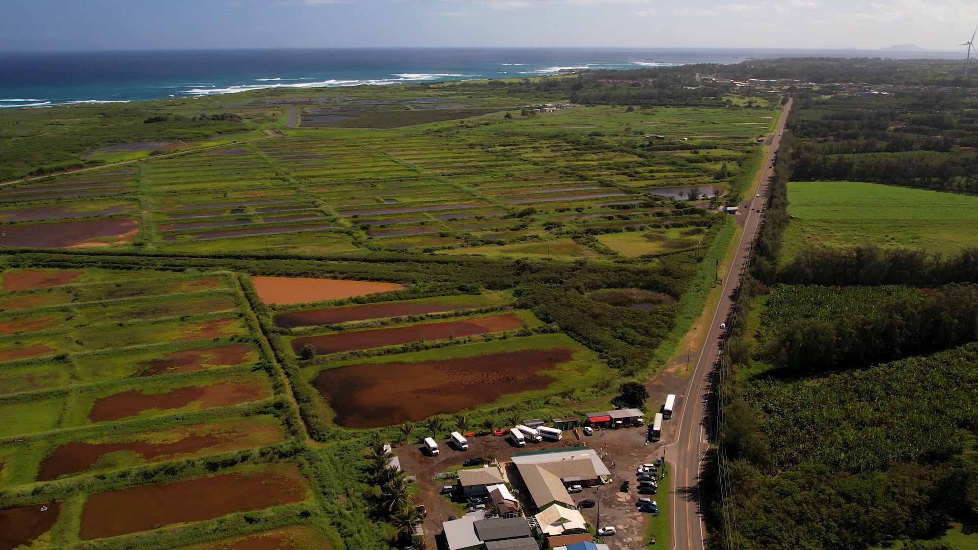 Tanaka Kahuku Shrimp - Kahuku, HI